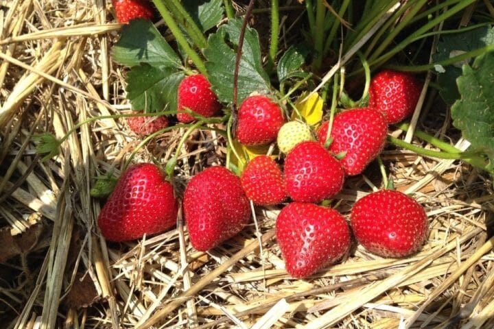 Recommended Strawberry Varieties for Canada – Strawberry Plants