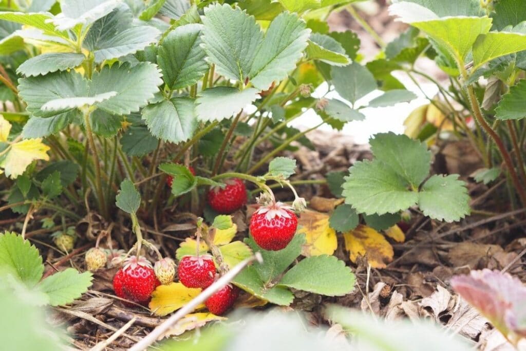 Recommended Strawberry Varieties for Canada – Strawberry Plants