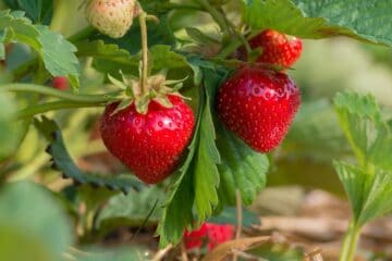 Recommended Strawberry Varieties for Canada – Strawberry Plants
