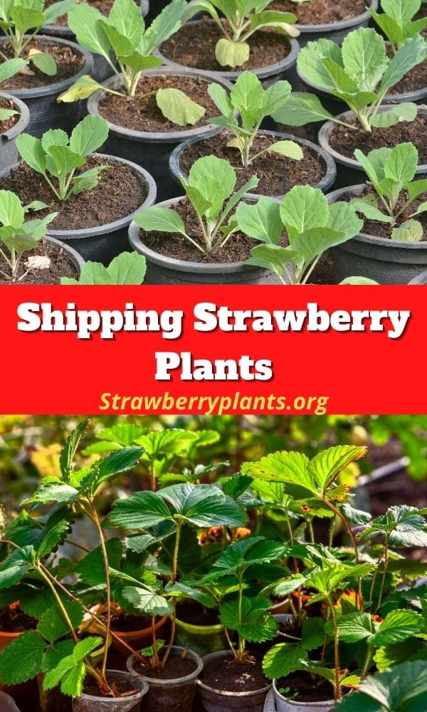 Shipping Strawberry Plants – Strawberry Plants