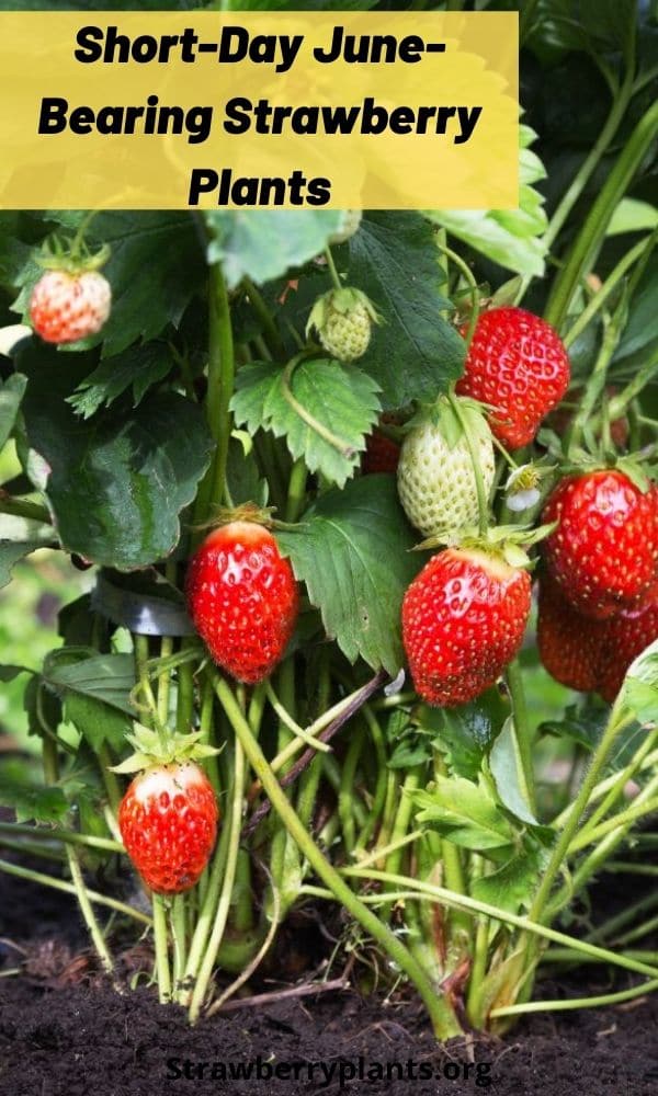 Short-Day June-Bearing Strawberry Plants – Strawberry Plants