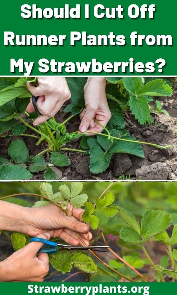 Should I Cut Off Runner Plants from My Strawberries?