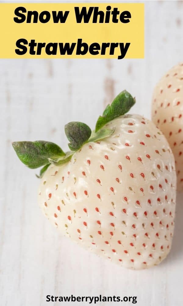 Snow White Strawberry (All You Need to Know)