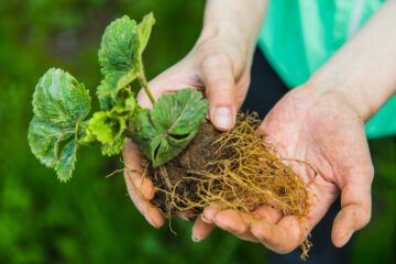 Storing Bare-Root Strawberry Plants – Strawberry Plants