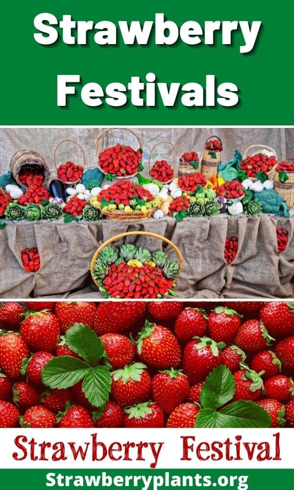 Strawberry Festivals (Huge Listing) – Strawberry Plants