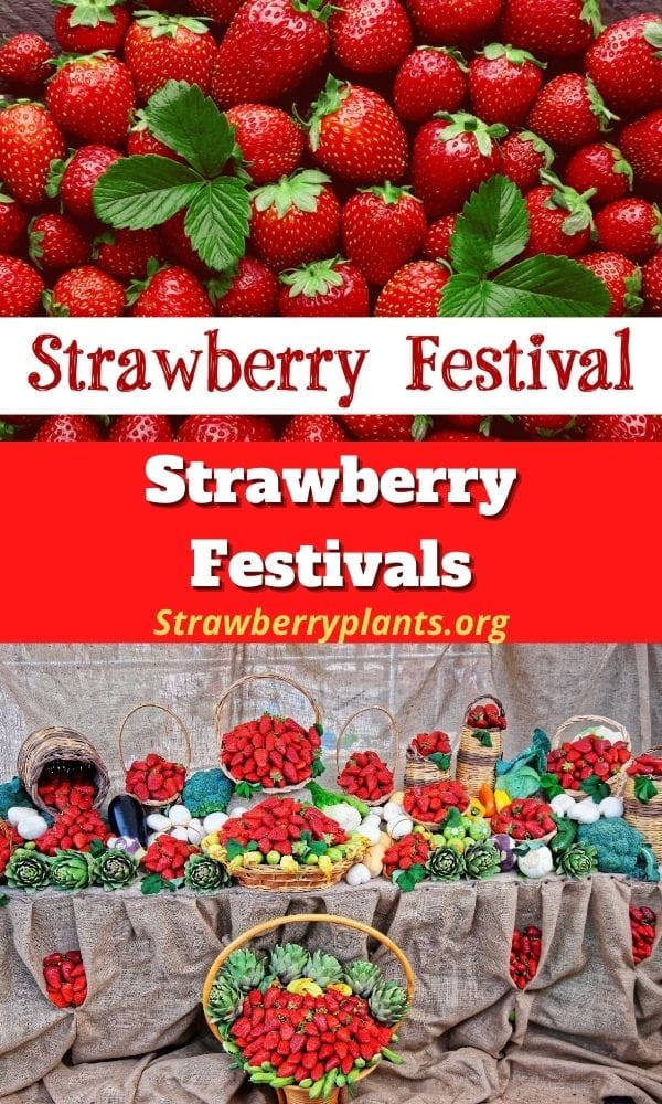 Strawberry Festivals (Huge Listing) – Strawberry Plants