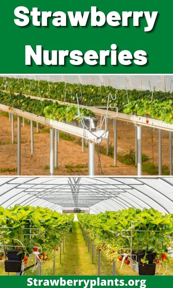 Strawberry Nurseries – Strawberry Plants