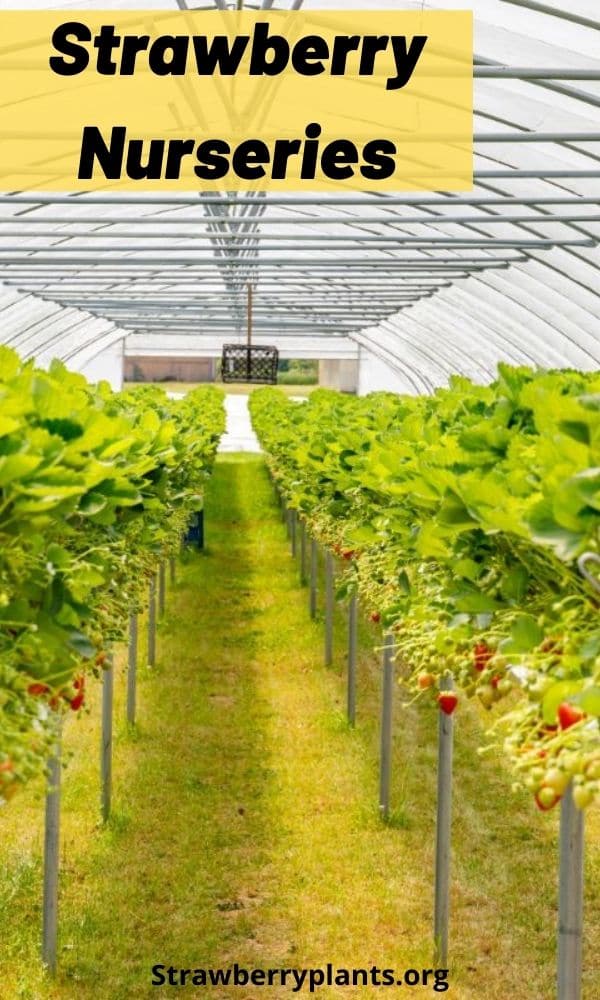 Strawberry Nurseries – Strawberry Plants