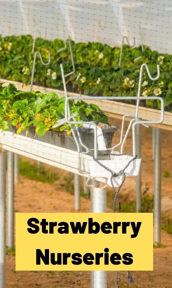 Strawberry Nurseries – Strawberry Plants