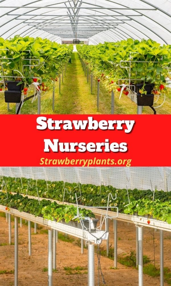 Strawberry Nurseries – Strawberry Plants