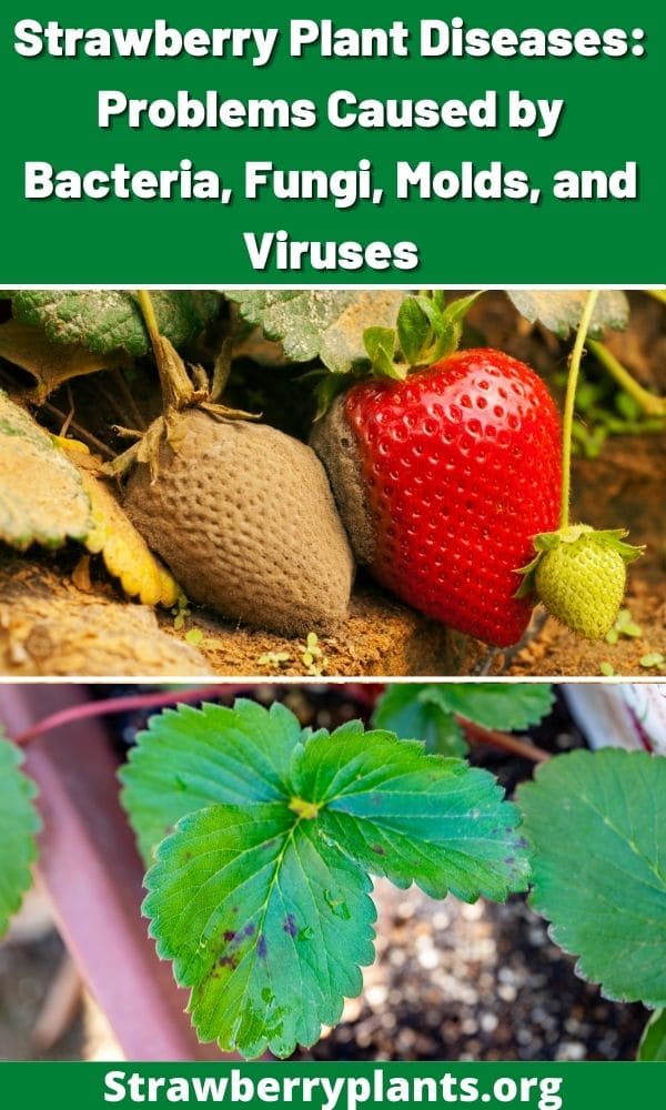 Strawberry Plant Diseases: Bacteria, Fungi, Molds & Viruses