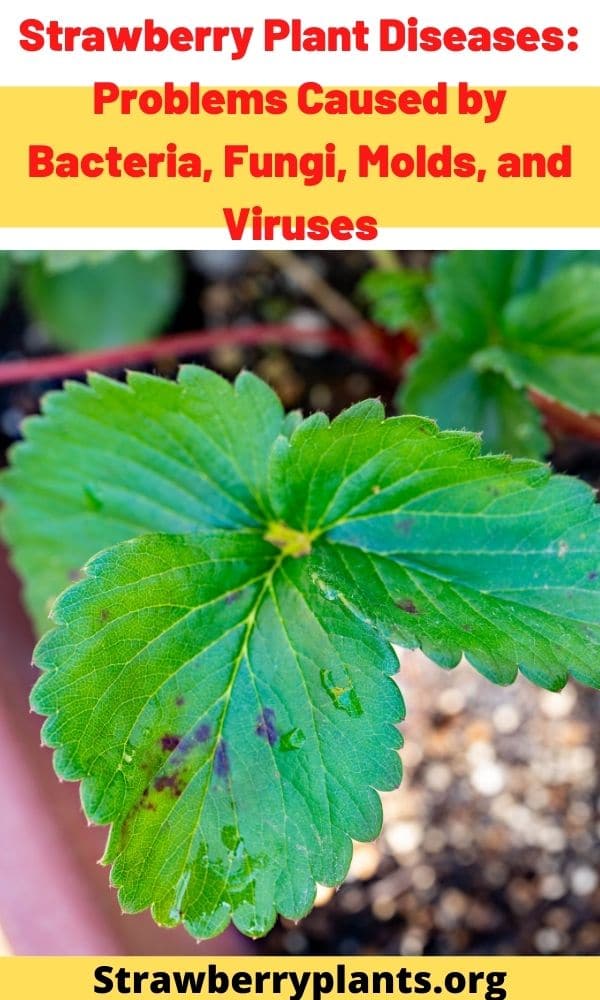 Strawberry Plant Diseases: Bacteria, Fungi, Molds & Viruses