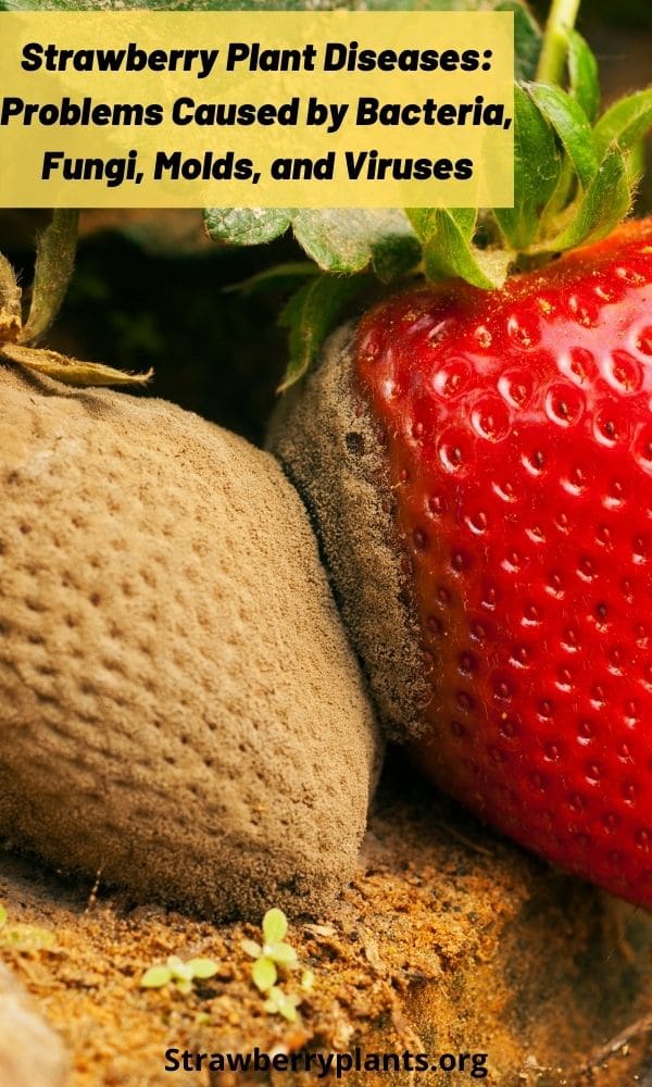 Strawberry Plant Diseases: Bacteria, Fungi, Molds & Viruses