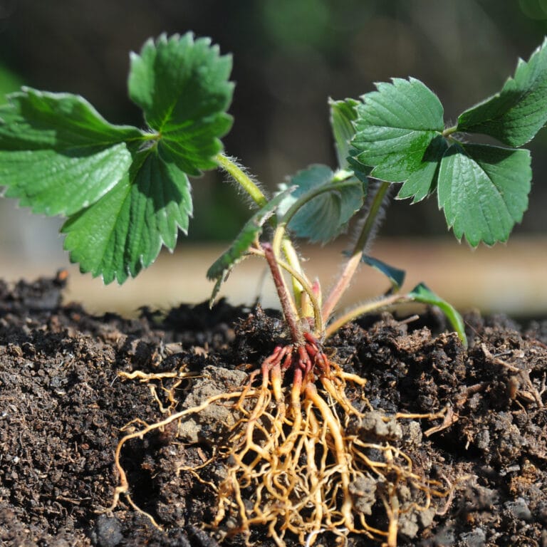 Strawberry Plant Article Archives – Strawberry Plants