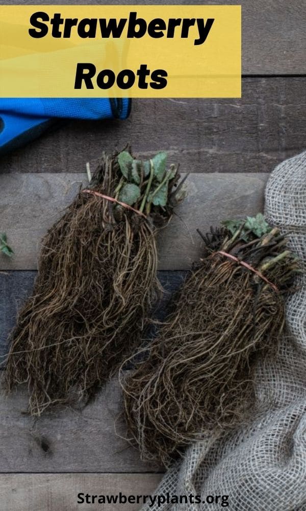 Strawberry Roots – Strawberry Plants