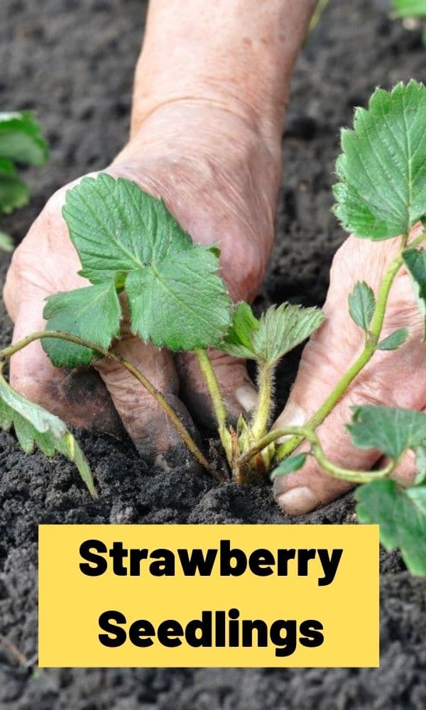 Strawberry Seedlings (Guide) – Strawberry Plants