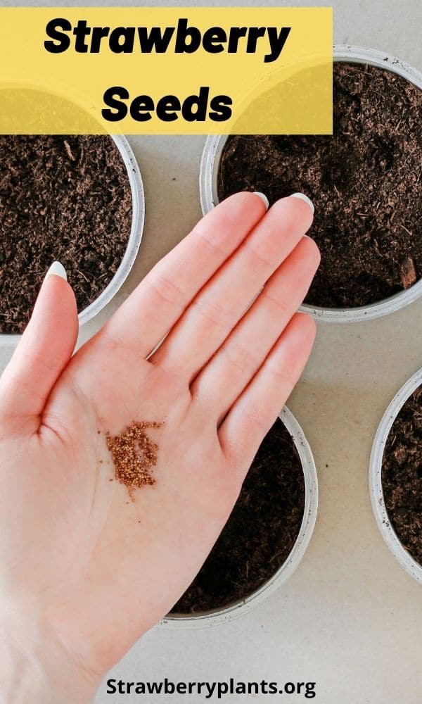 Strawberry Seeds - All You Need To Know (Updated 2022)