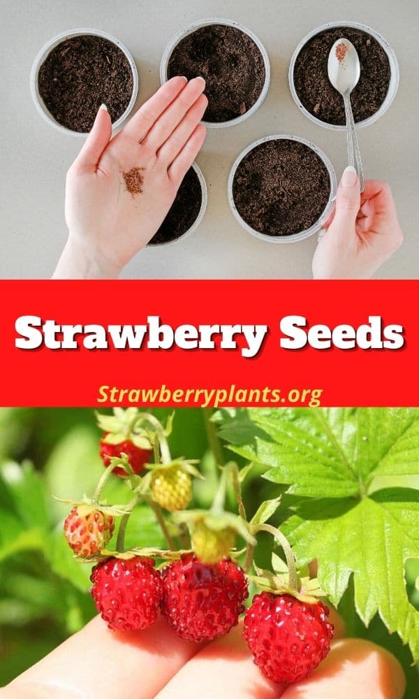 Strawberry Seeds - All You Need To Know (Updated 2022)