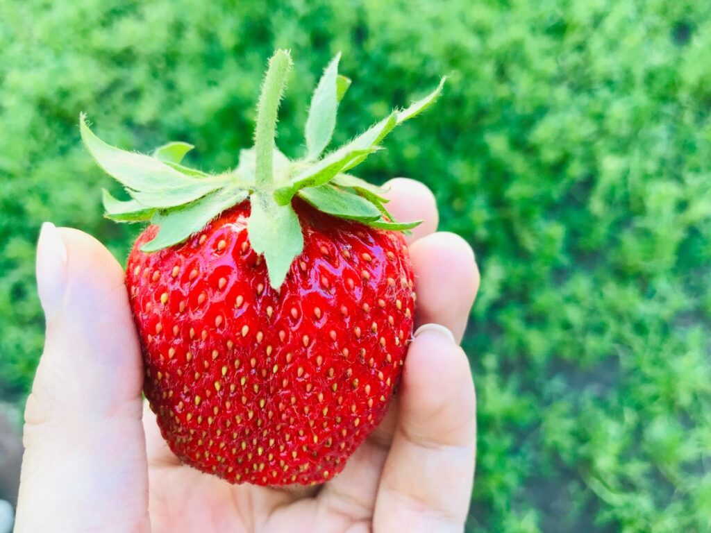 The Archer Strawberry Variety – Strawberry Plants