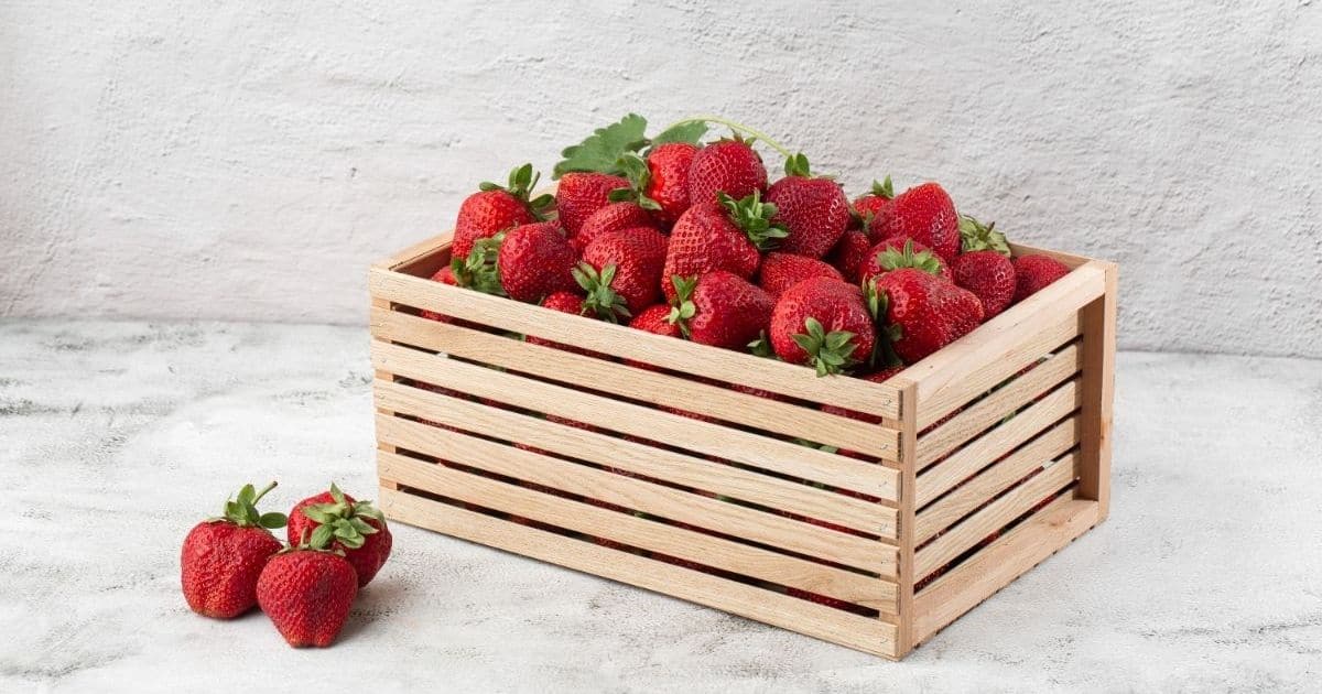 The Archer Strawberry Variety – Strawberry Plants