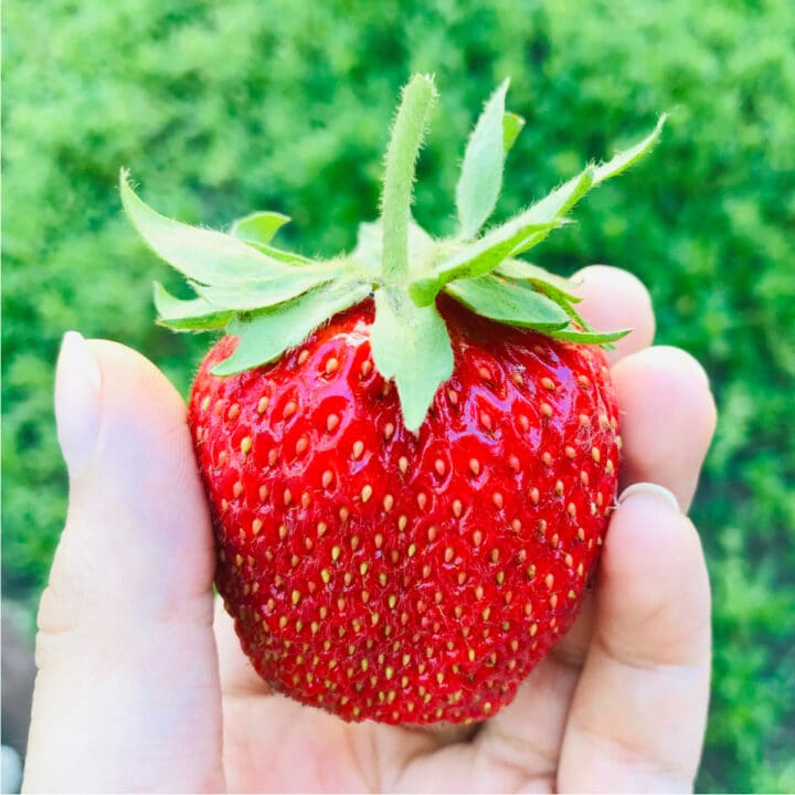 Recommended Strawberry Varieties by State (Updated 2022)