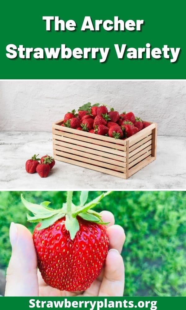 The Archer Strawberry Variety – Strawberry Plants