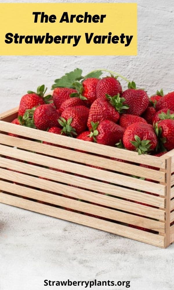 The Archer Strawberry Variety – Strawberry Plants