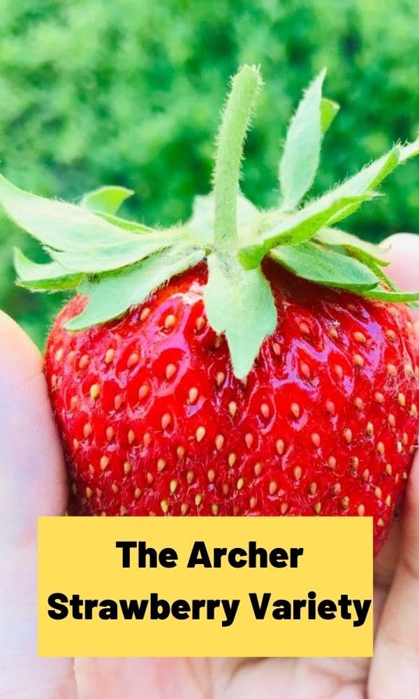 The Archer Strawberry Variety – Strawberry Plants