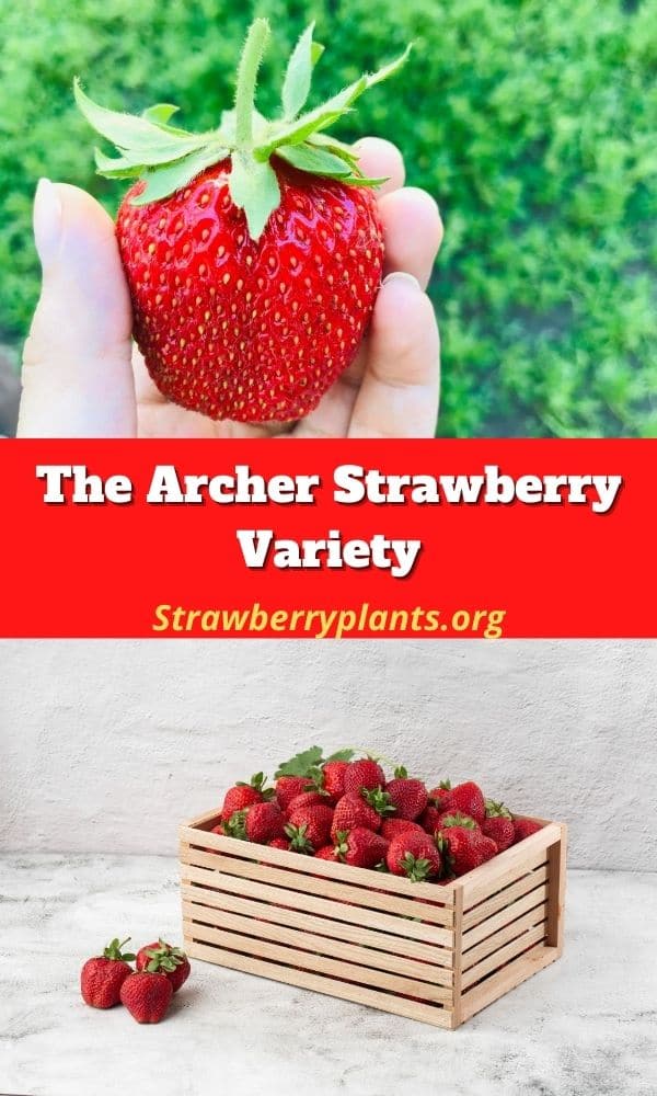 The Archer Strawberry Variety – Strawberry Plants
