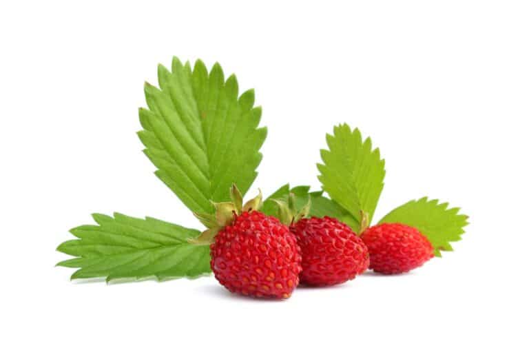 Why Are My Strawberries Small? + Causes and Prevention.