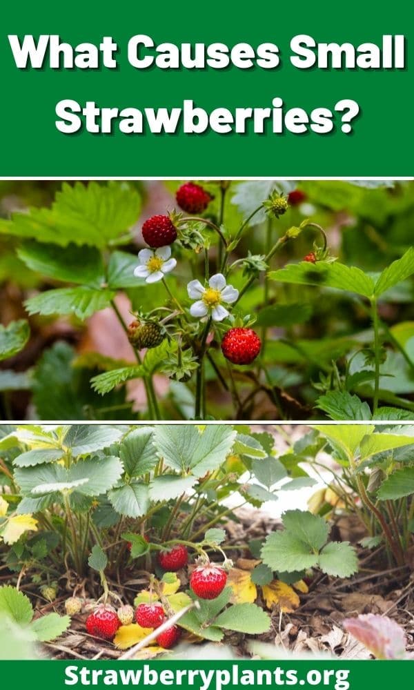 Why Are My Strawberries Small? + Causes and Prevention.