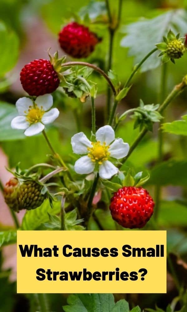 Why Are My Strawberries Small? + Causes and Prevention.