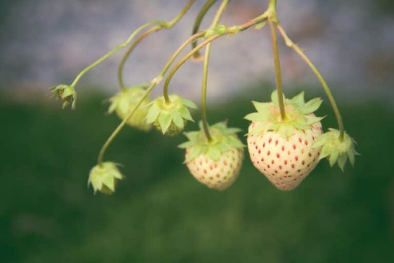 White Strawberries (All You Need to Know)