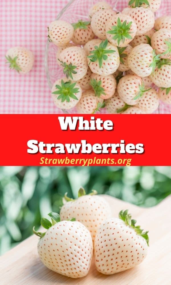 White Strawberries (All You Need to Know)