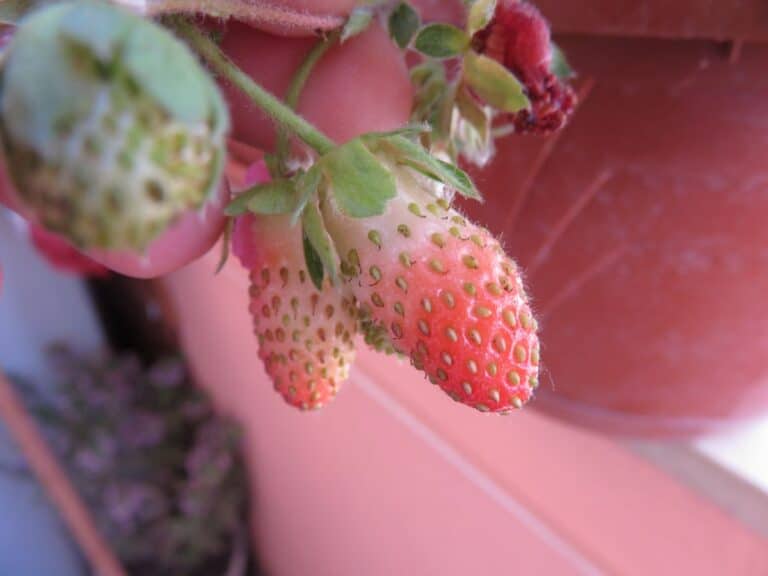 Seeds on My Strawberry Sprouting While Still on the Strawberry?
