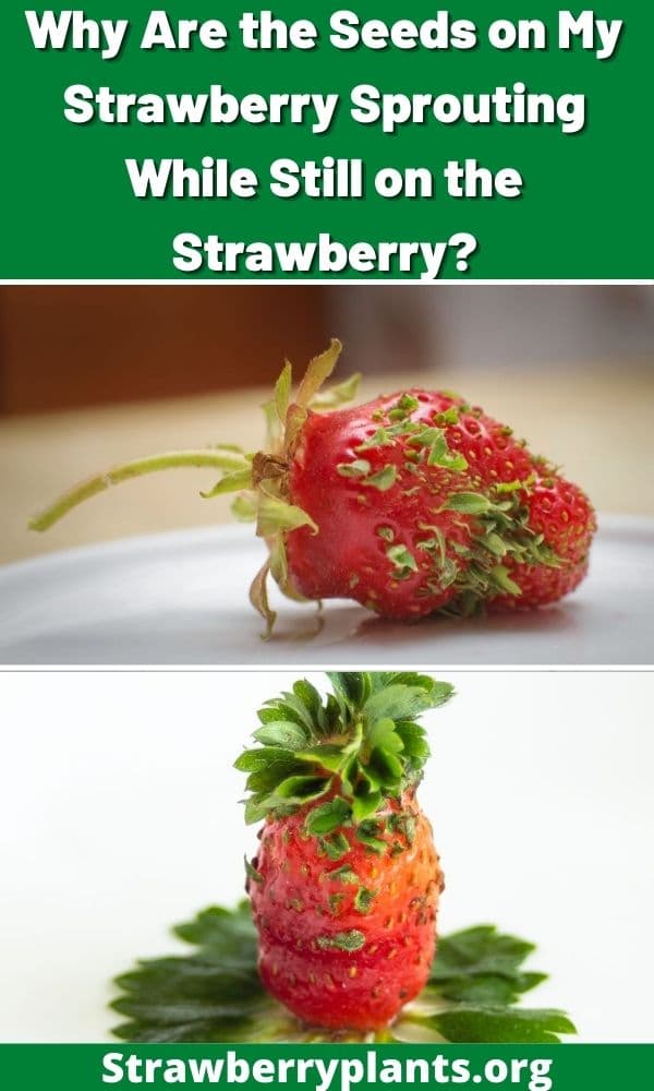 Seeds on My Strawberry Sprouting While Still on the Strawberry?