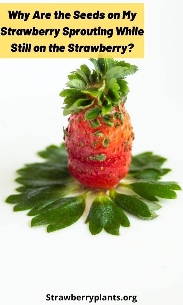 Seeds on My Strawberry Sprouting While Still on the Strawberry?