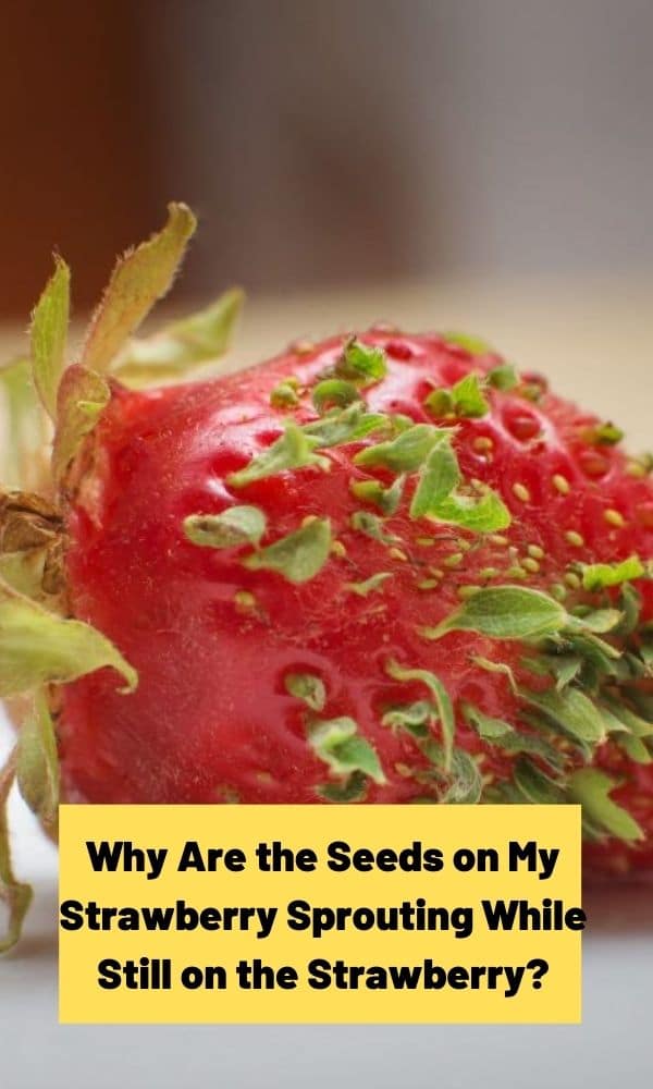 Seeds on My Strawberry Sprouting While Still on the Strawberry?