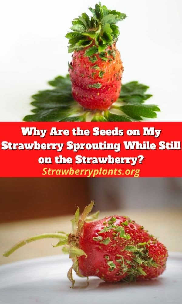 Seeds on My Strawberry Sprouting While Still on the Strawberry?