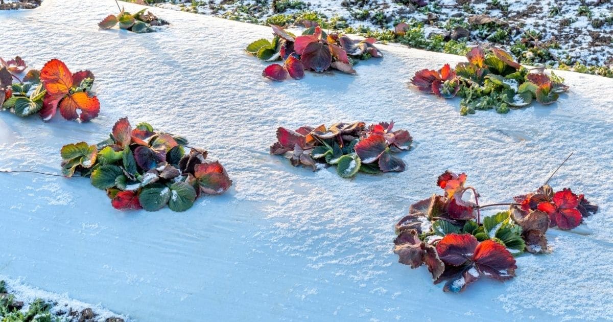 Winterizing Strawberry Plants – Strawberry Plants Winterizing Strawberry Plants – Strawberry Plants