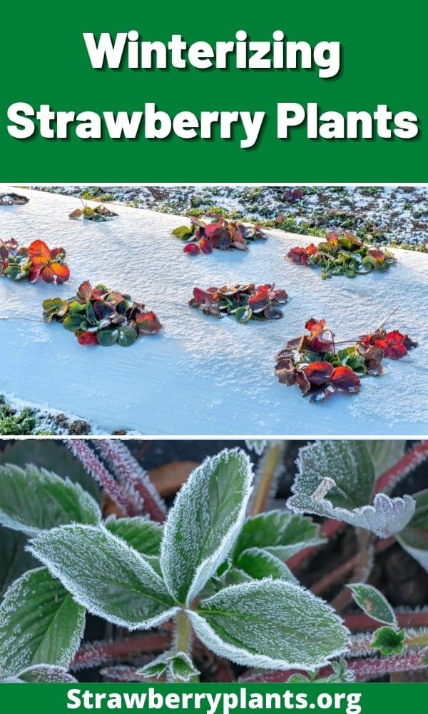 Winterizing Strawberry Plants – Strawberry Plants Winterizing Strawberry Plants – Strawberry Plants