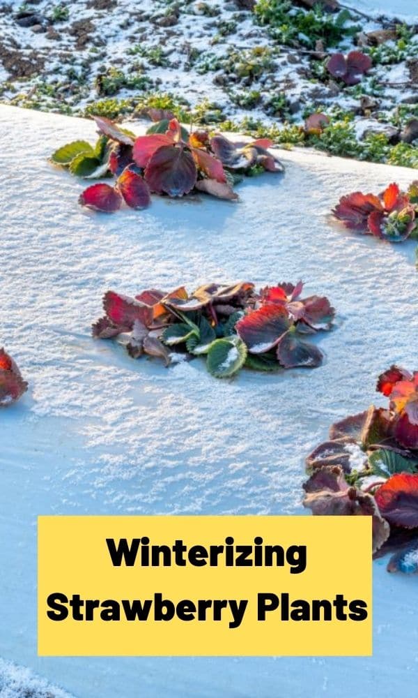 Winterizing Strawberry Plants – Strawberry Plants Winterizing Strawberry Plants – Strawberry Plants