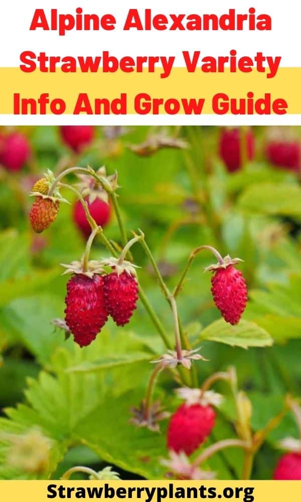 Alpine Alexandria Strawberry Variety Info And Grow Guide – Strawberry ...