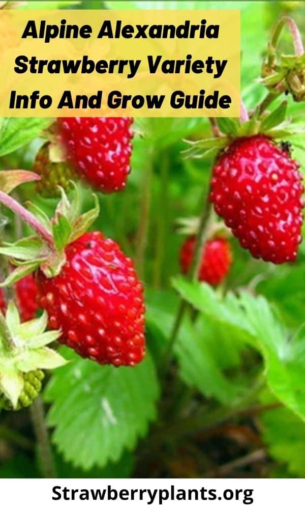 Alpine Alexandria Strawberry Variety Info And Grow Guide – Strawberry ...