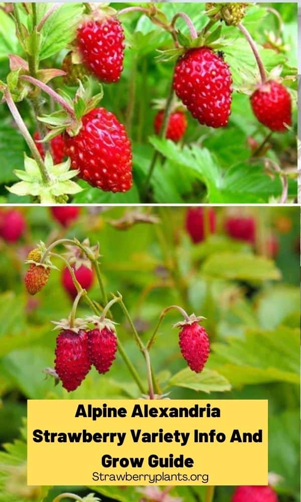 Alpine Alexandria Strawberry Variety Info And Grow Guide – Strawberry ...
