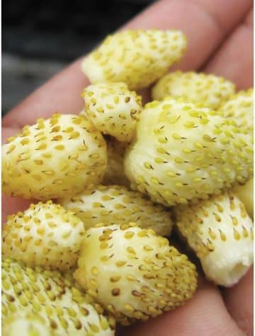Alpine Yellow Wonder Strawberry Variety Info And Grow Guide ...