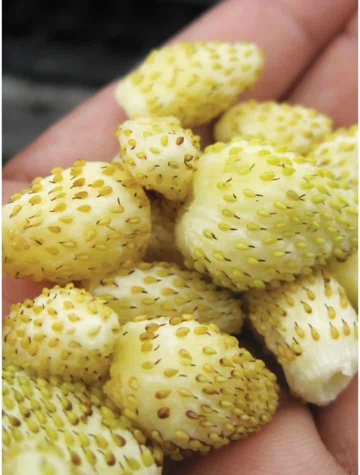 Alpine Yellow Wonder Strawberry Variety Info And Grow Guide ...