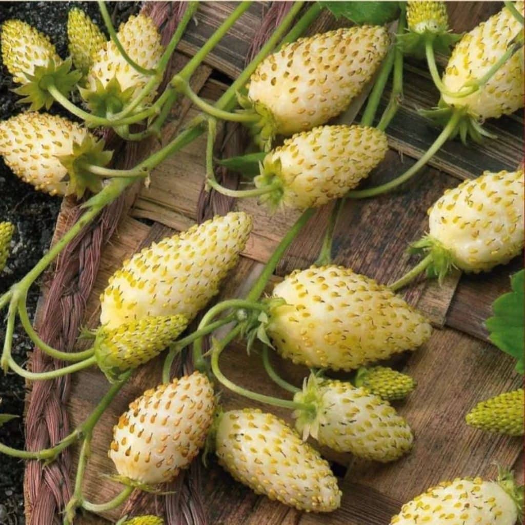 Strawberry Varieties Article Archives – Strawberry Plants