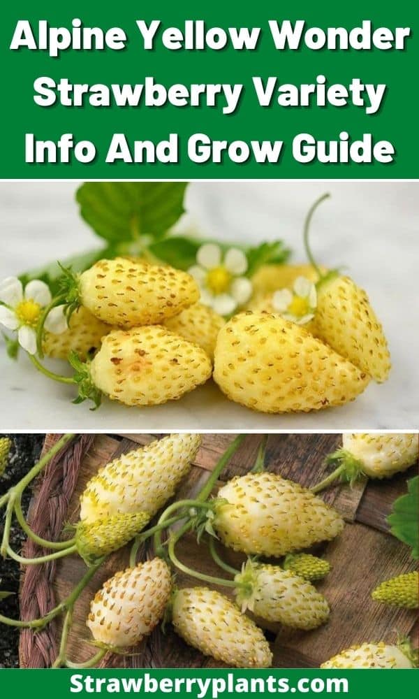 Alpine Yellow Wonder Strawberry Variety Info And Grow Guide ...