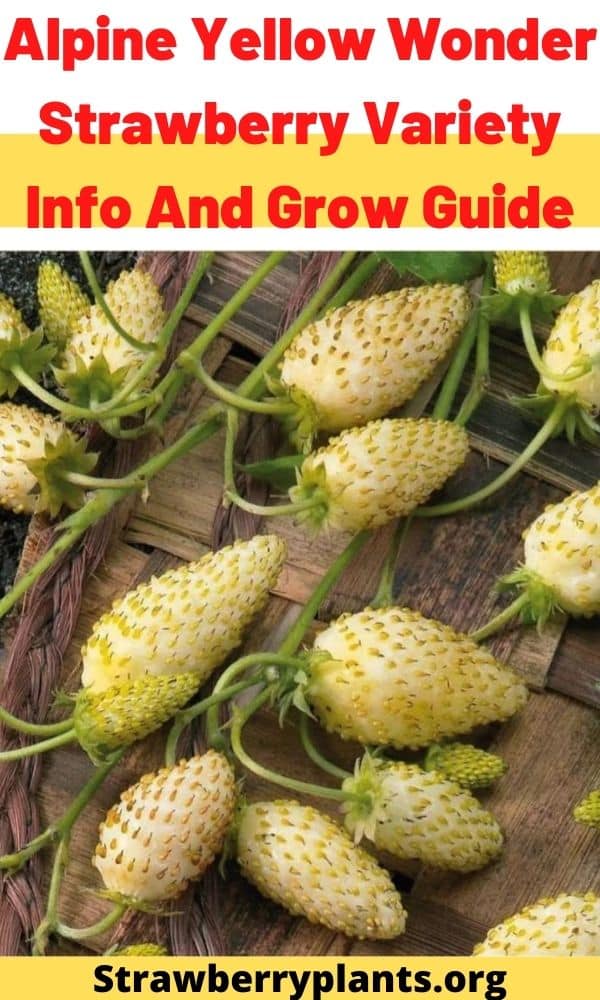 Alpine Yellow Wonder Strawberry Variety Info And Grow Guide ...